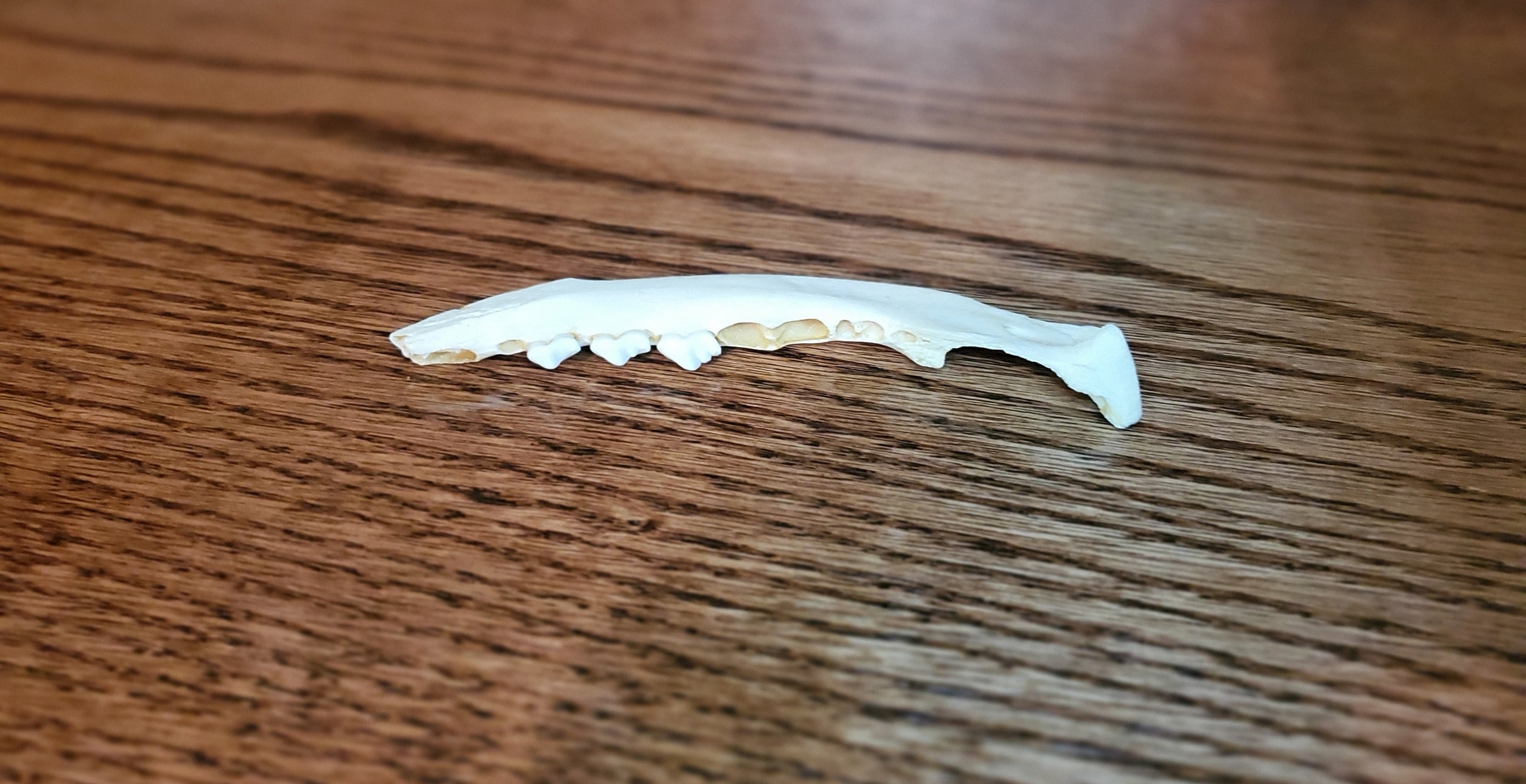 Coyote Jaw | The Mirrored Soul LLC DBA Nevermore Oddities